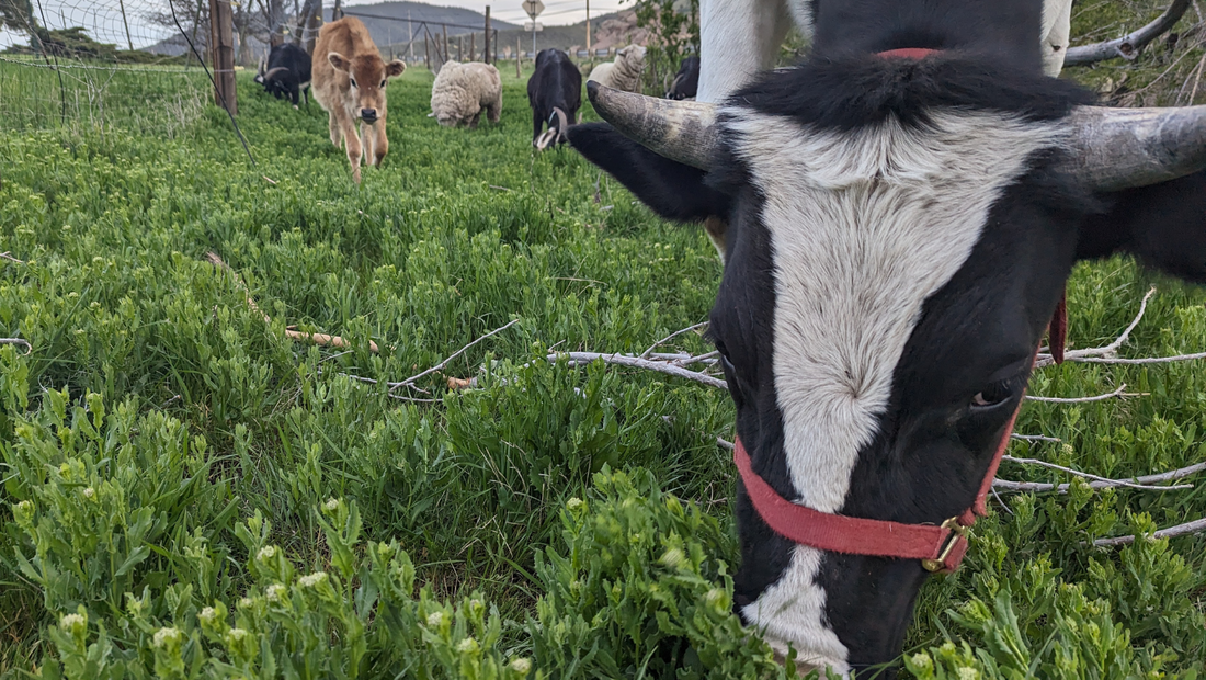 Meet the Cows – Gray Muzzle Society